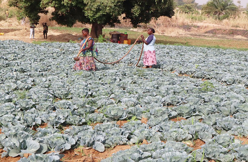 Les maraîchères de Tchikawa